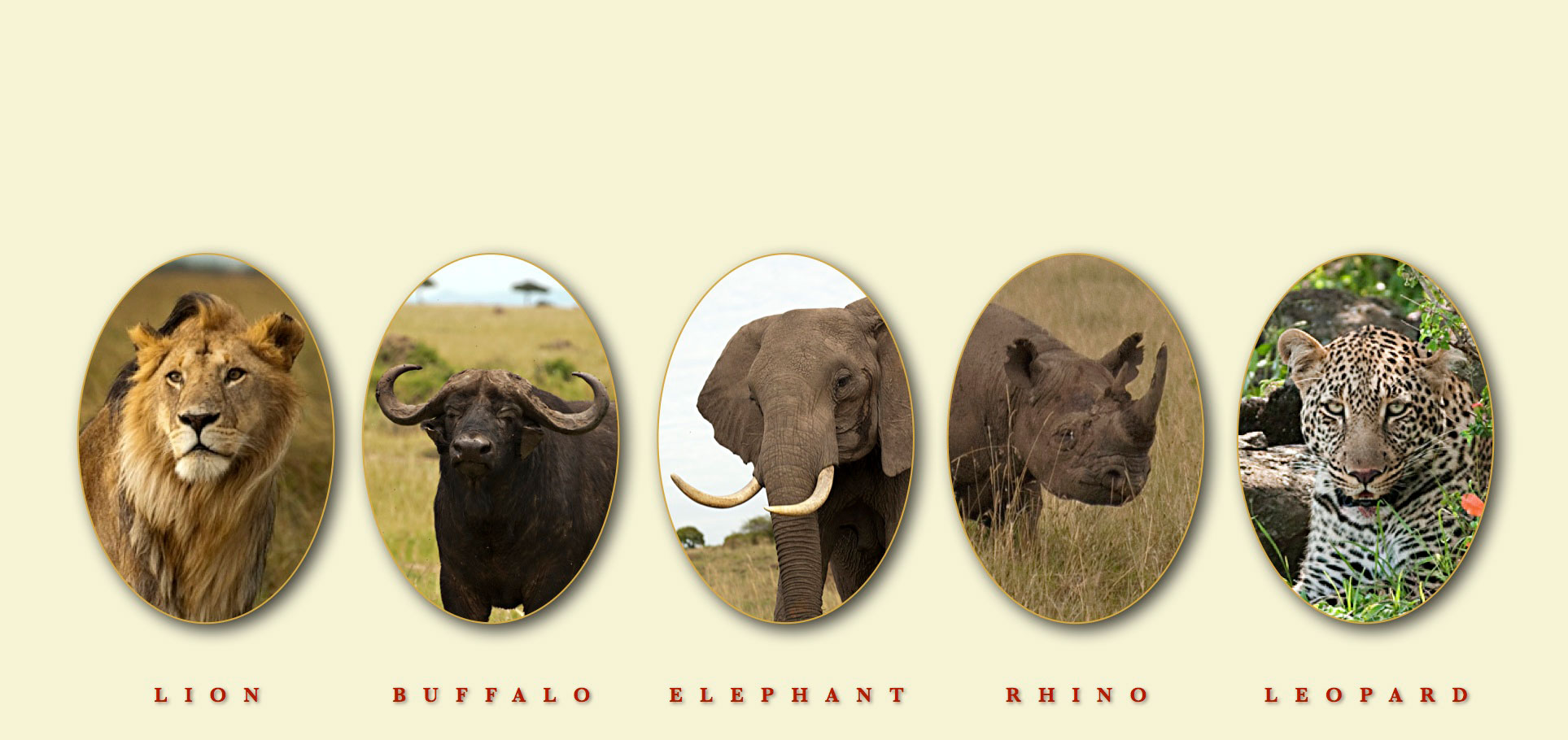 Best Winter Getaways for Big 5 Viewing | Capture The Wild